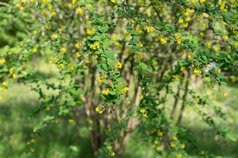 매 발톱 나무 잎과 잔디의 녹색 바탕에 작은 노란색 꽃의 개화 부시 0명에 대한 스톡 사진 및 기타 이미지 0명 관목 꽃