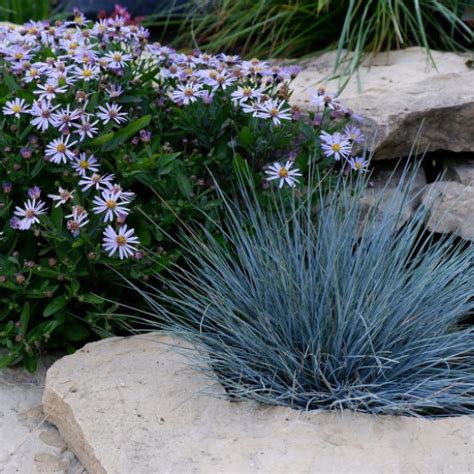 Melsvasis Eraičinas ‘compacta Blue