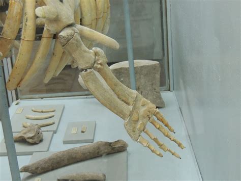 Cetotherium - Разное