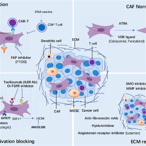 Targeting Cancer Associated Fibroblasts Cafs In Cancer Four Main Download Scientific Diagram