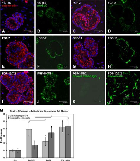 Visualization Of Epithelial Morphogenesis And Cytodifferentiation Download Scientific Diagram