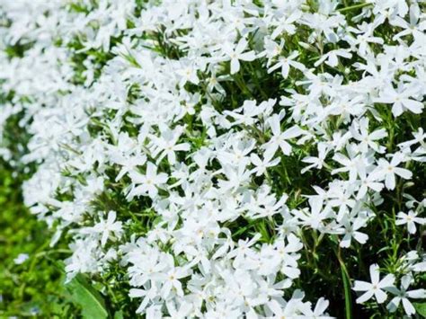 13 Ground Covers With White Flowers