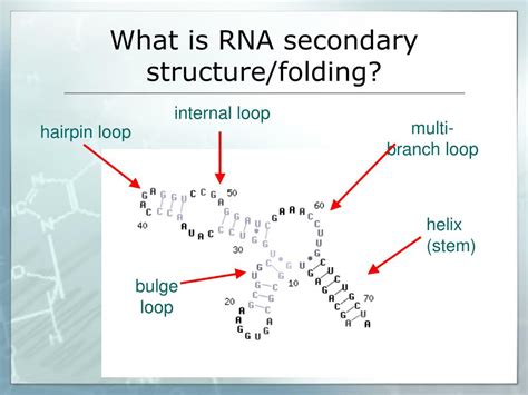 Ppt Rna Secondary Structure Prediction And Runtime Optimization