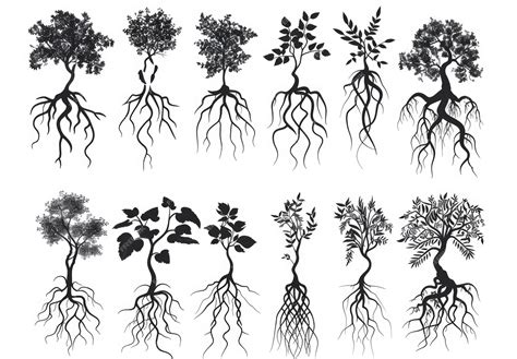 Set Of Root Vector Illustrations A Tree Root System In Black Color On A