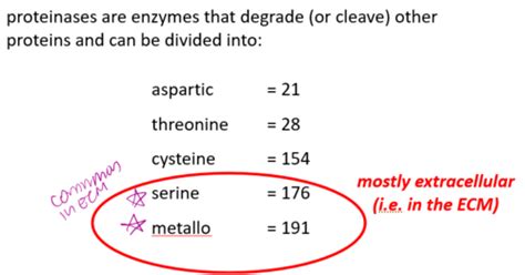 Bms Lecture 10 Ecm Homeostasis Flashcards Quizlet