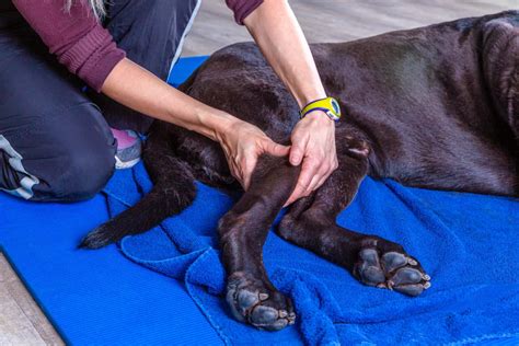 Torn Acl Symptoms In Dogs What To Look For A Z Animals