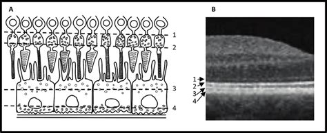 Microstructure Of The Outer Retina A Self Created Schematic Download Scientific Diagram