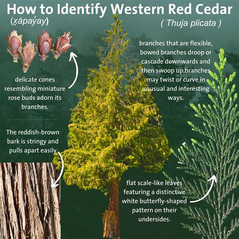 🌲🔍 Tree Id 🧑‍🏫🌳 Here Are Stanley Park Ecology Society