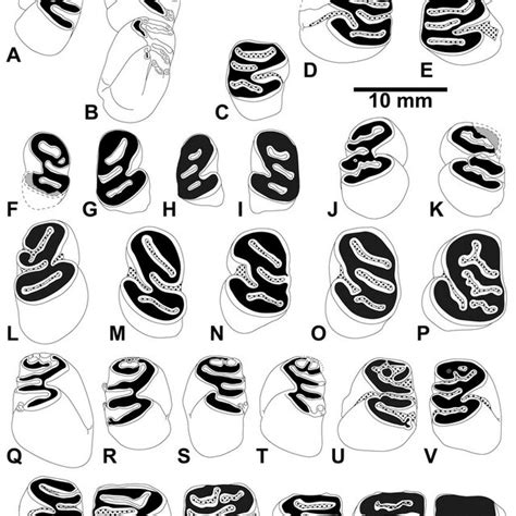 Occlusal Pattern Of Upper Cheek Teeth Of The Beaver Steneofiber