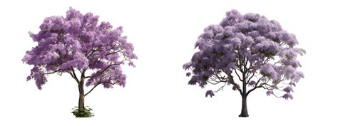 Jacaranda Tree Pngs For Free Download