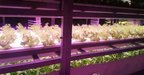 경기도 식물공장으로 도시노인 일자리 창출