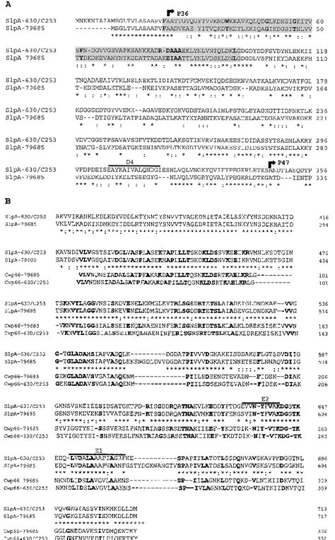 A Amino Acid Sequence Alignment Of The N Terminal Domains Of Slpa Download Scientific Diagram