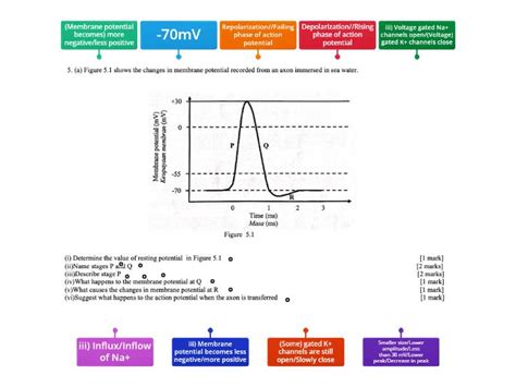 Membrane Potential Labelled Diagram