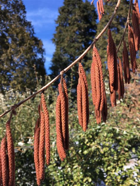 Chapter 15 Sex And Reproduction In Seed Plants Inanimate Life