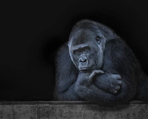 Gorilla Vs Hippo Who Wins In A Fight Vital Facts