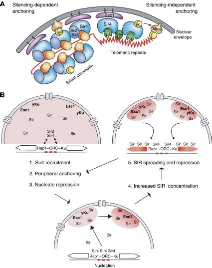 Telomere Anchoring And The Promotion Of Tpe In Yeast A We Show Download Scientific Diagram