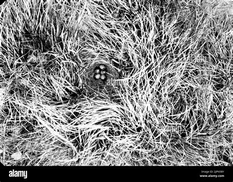 Stay Of Tree Pipeline Anthus Arboreus May 22 1916 Bo Av Trädpiplärka