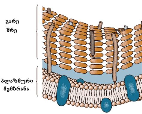 საბუნებისმეტყველო მეცნიერების საფუძვლები