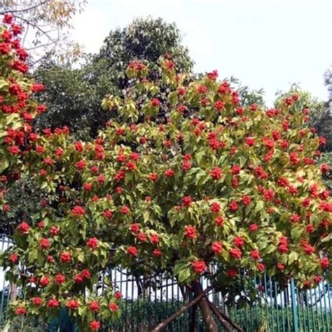 Organic Natural 4 Beta Carotene From Annatto Extract At 1200 00 Inr In Greater Noida Herbo