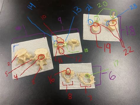 LAB PRACTICAL LABELING Flashcards Quizlet