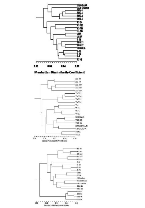 Dendrogram Of 20 Sesame Genotypes Derived From Upgma Cluster Analysis
