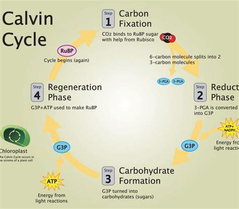 What Happens During Photosynthesis Photosynthesis In Green Plants Quiz