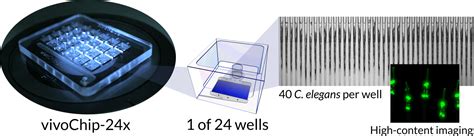 VivoScreen VivoVerse