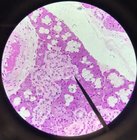Salivary Gland Histology Diagram Quizlet