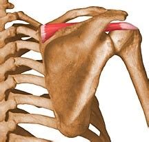 Muscle Origin And Insertion Flashcards Quizlet