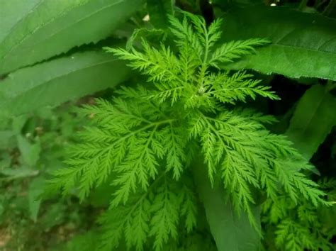 لیست کامل گیاهان دارویی با عکس خواص گیاهان دارویی فودپرس