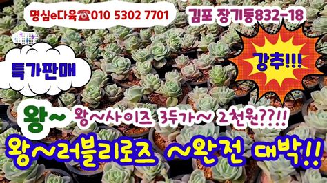 명심e다육 봄맞이신상특가~왕왕러블리로즈 3두2천 그외 특가다육 포함 인기다육등 꿀목대 프릴돌기5천 실크베일등 Youtube