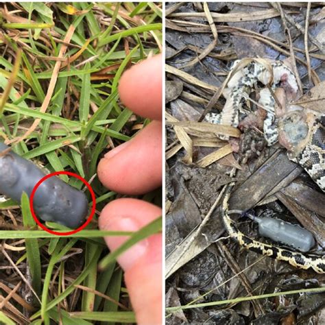 Necropsy Photographs Of The Juvenile Burmese Python Python Bivittatus Download Scientific