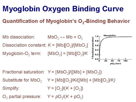 Oxygen Storage In Muscle Tissue Myoglobin Mb Originally