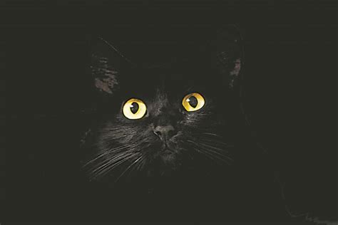 Как котките виждат света Български Фермер