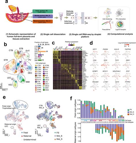 Dissecting Cellular Heterogeneity Of Human Full Term Placenta A