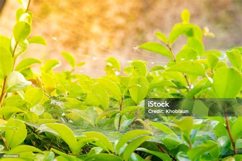 여름 햇빛 아래에서 정원에서 햇살 아래 녹색 잎의 근접 촬영 자연 보기 자연적인 녹색 식물 풍경 배경 또는 배경 화면으로 사용 하 여 0명에 대한 스톡 사진 및 기타 이미지