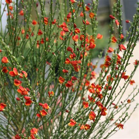 Do You Cut Back Scotch Broom At John Gemmill Blog