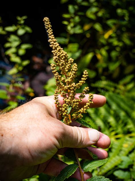 Steeplebush In August 2021 By Erik Danielsen · Inaturalist