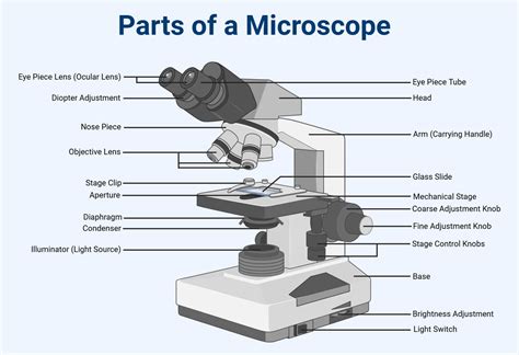 Compound Light Microscope Labeled