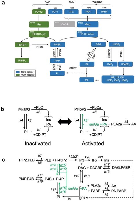 Schematic Illustration Of The PI Cycle In Mammalian Cells And Model Download Scientific Diagram