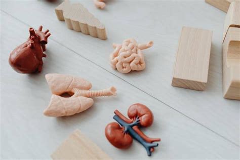 Macam-Macam Organ Ekskresi pada Manusia dan Zat yang Dikeluarkannya ...