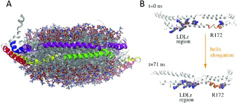 3d Model Of Apoe4 Nanodisc And Extension Of Nt Helix 4 A