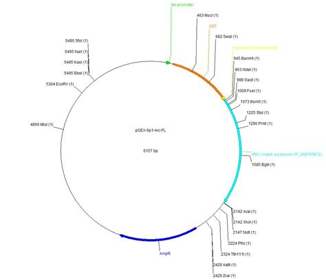 Addgene Pgex 6p1 Gst Arcfl