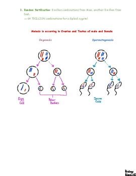 Study Guide Cell Reproduction Meiosis And Sexual Reproduction Color