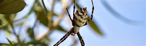 Spider Pest Control In London Trusted Spider Exterminators