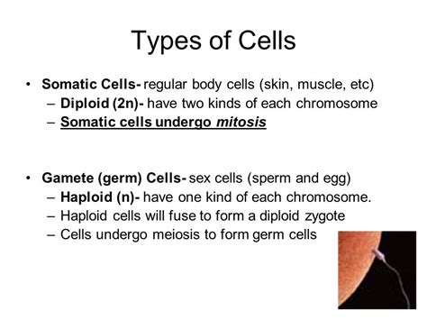 What Types Of Cells Undergo Meiosis