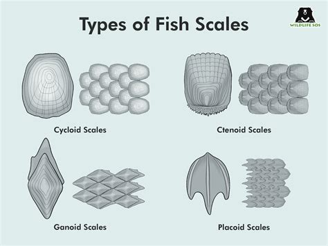 Sturdy Scales Withstand It All Wildlife SOS