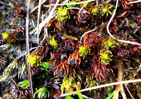 Lizonia Sexangularis Bryophilous Fungi