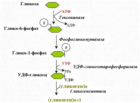 21. Синтез гликогена.