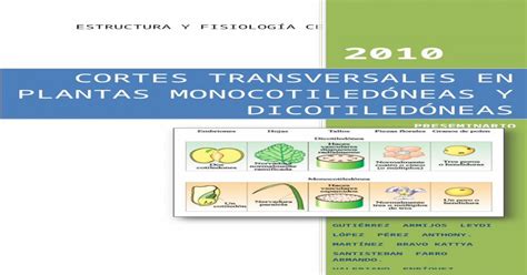 Cortes Transversales En Plantas MonocotiledÓneas Y DicotiledÓneas [doc Document]